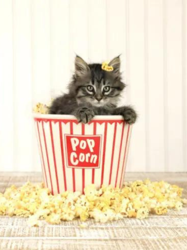 Can Your Cat Snack on Popcorn? Story - The Discerning Cat