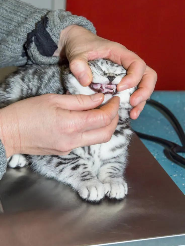 9 Reasons Your Cat is Drooling Story - The Discerning Cat