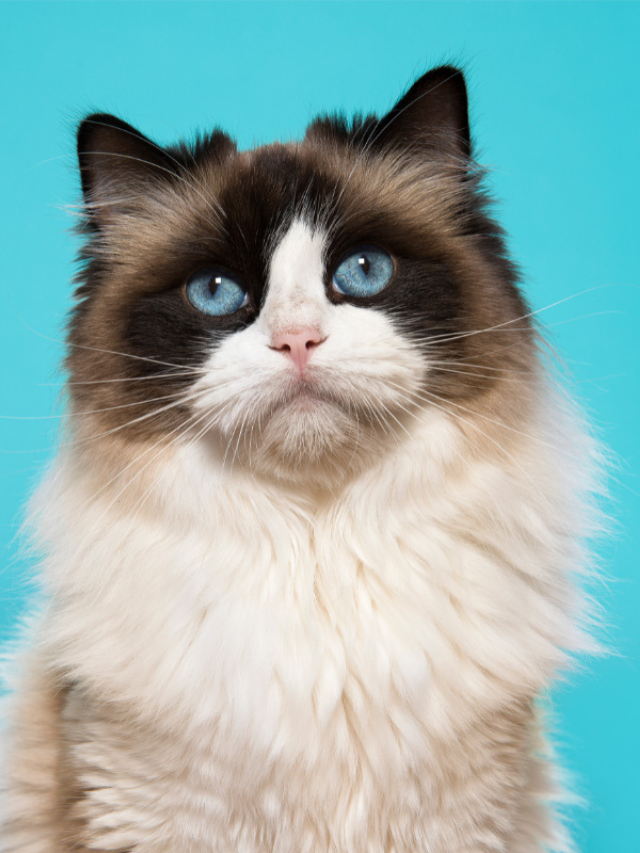Types of Ragdoll Cat Colors and Coat Patterns You’ll Love Story - The ...