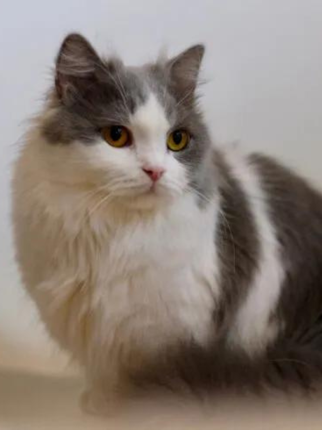 Everything You Need to Know About Napoleon Cat Story - The Discerning Cat