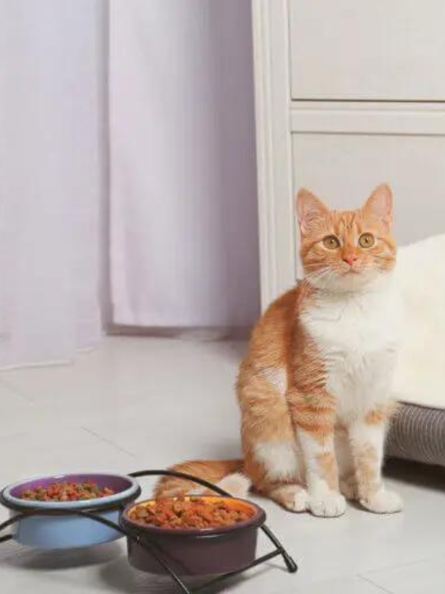 Reasons Your Cat Might Have Stopped Eating Story - The Discerning Cat