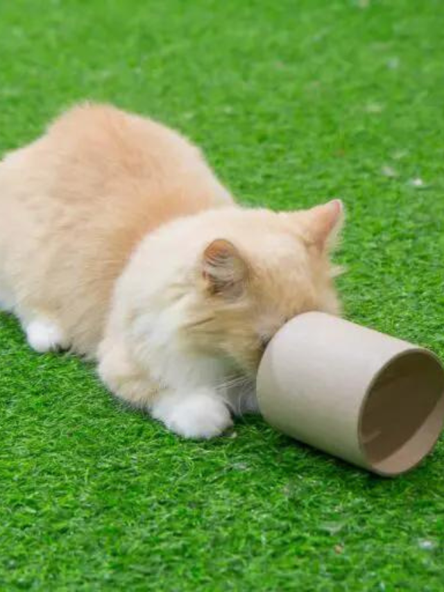 What You Need To Know About Siamese Munchkin Cats Story - The ...