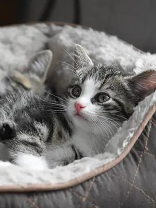 15 Things Every Cat Owner Needs Story - The Discerning Cat