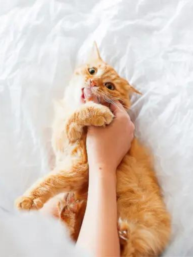 How to Train a Cat to Stop Biting Story - The Discerning Cat
