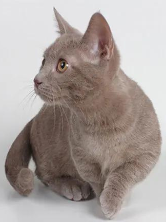 What You Need To Know About Skookum Cats Story - The Discerning Cat