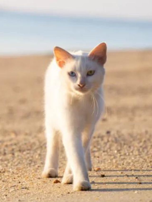 Your Complete Guide To Khao Manee Cats Story - The Discerning Cat