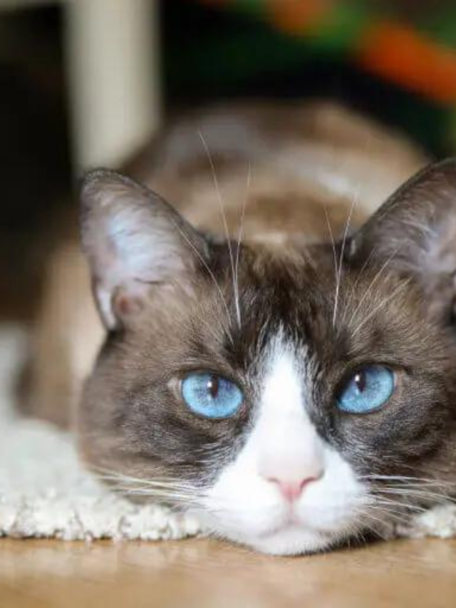 Why Does Your Cat Stare At You? Meanings Behind The Feline Gaze Story ...