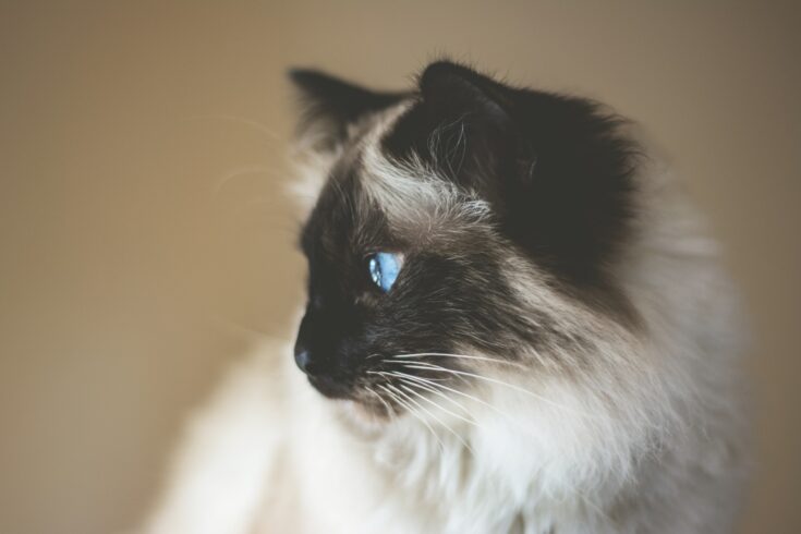 Why Do Cats Stare at Walls? (2023) 6 Reasons I Discerning Cat