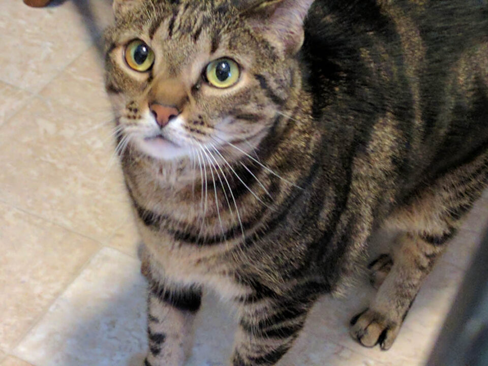 Sokoke Cat (2022): 12 Facts About This Rare Feline Beauty I Discerning Cat