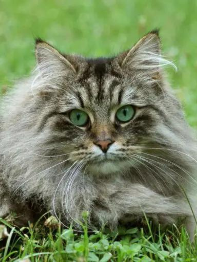Key Differences Between European and American Maine Coon Story - The ...