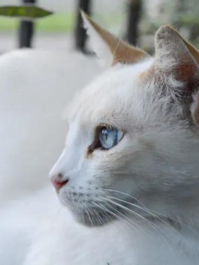 11 Things to Know About Flame Point Siamese Cats Story - The Discerning Cat