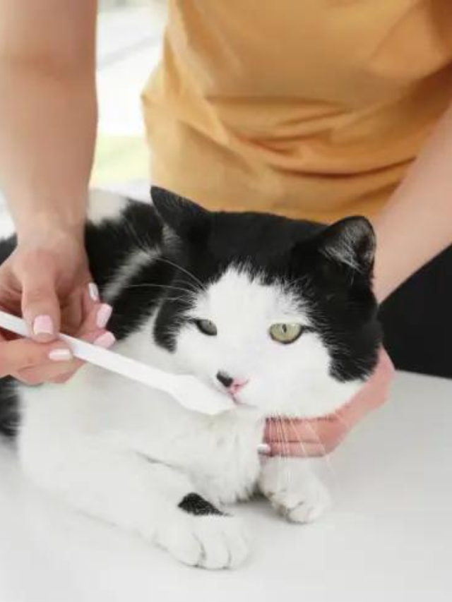 Why Does my Cat Drool? Story - The Discerning Cat