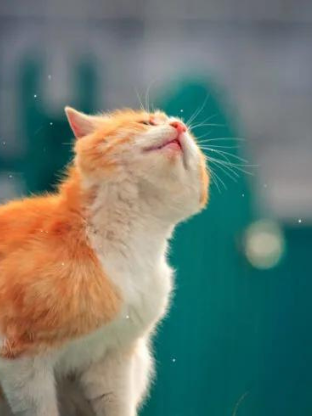 Here's What to Do When Your Cat is Shaking Story - The Discerning Cat