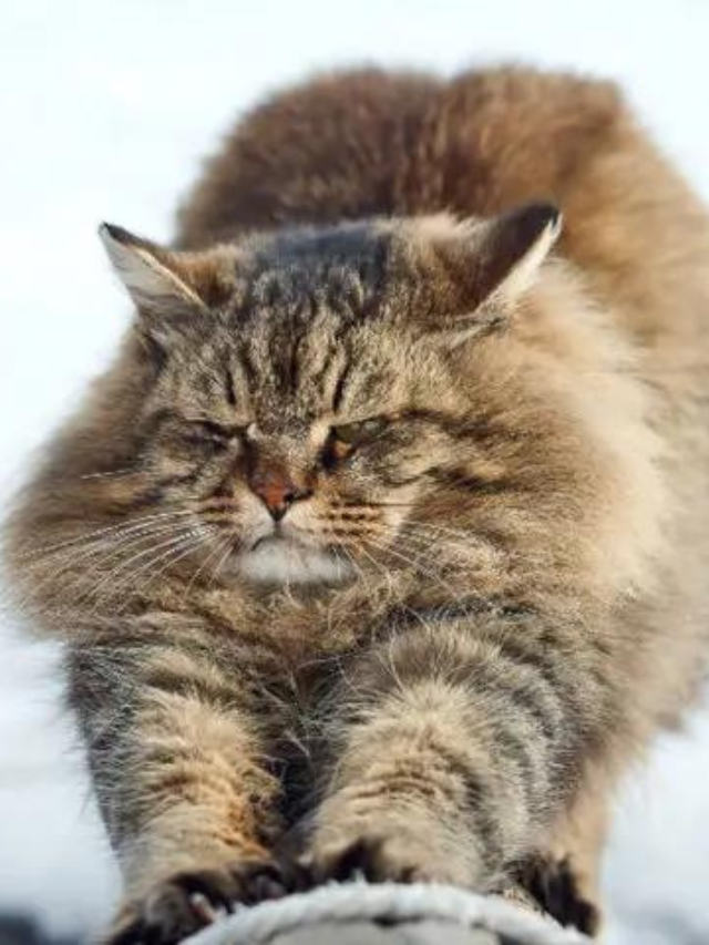 Reasons Why Cats Arch Their Back Story - The Discerning Cat