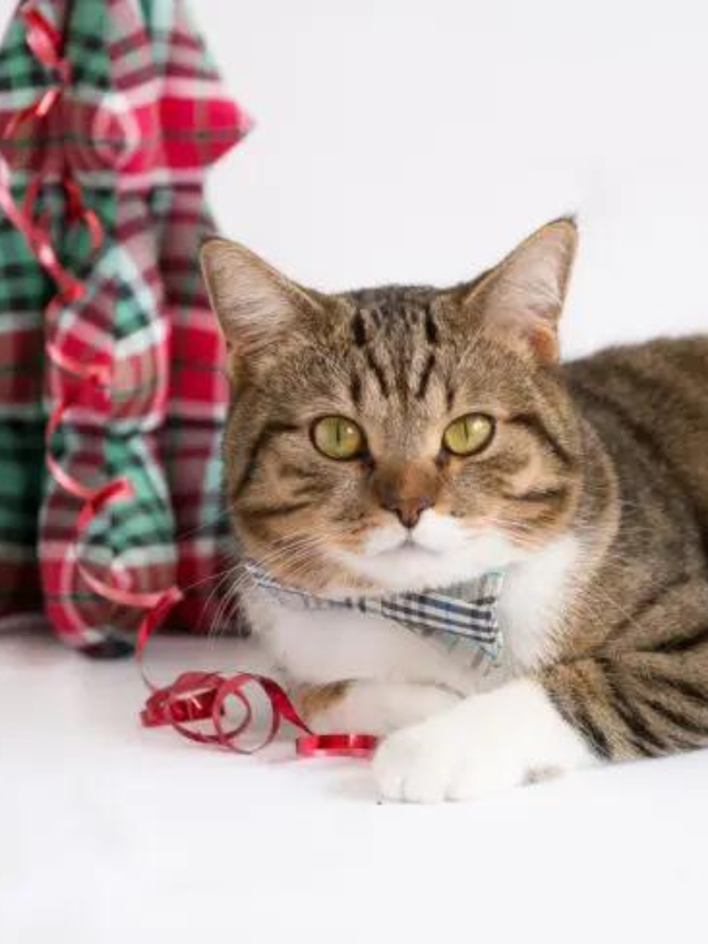 Here Are Some of The Most Beautiful and Popular Cat Colors Story - The ...