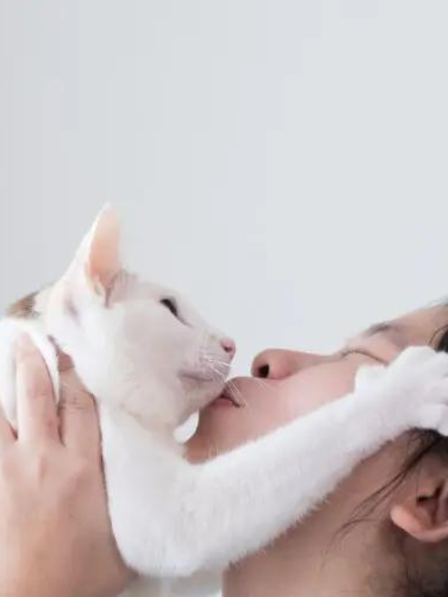 Why Does My Cat Smell So Good? Story - The Discerning Cat