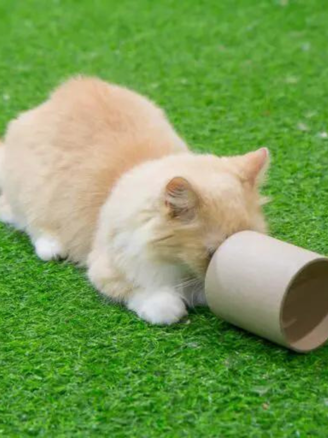 What Owners Need To Know About Siamese Munchkin Cats Story - The ...