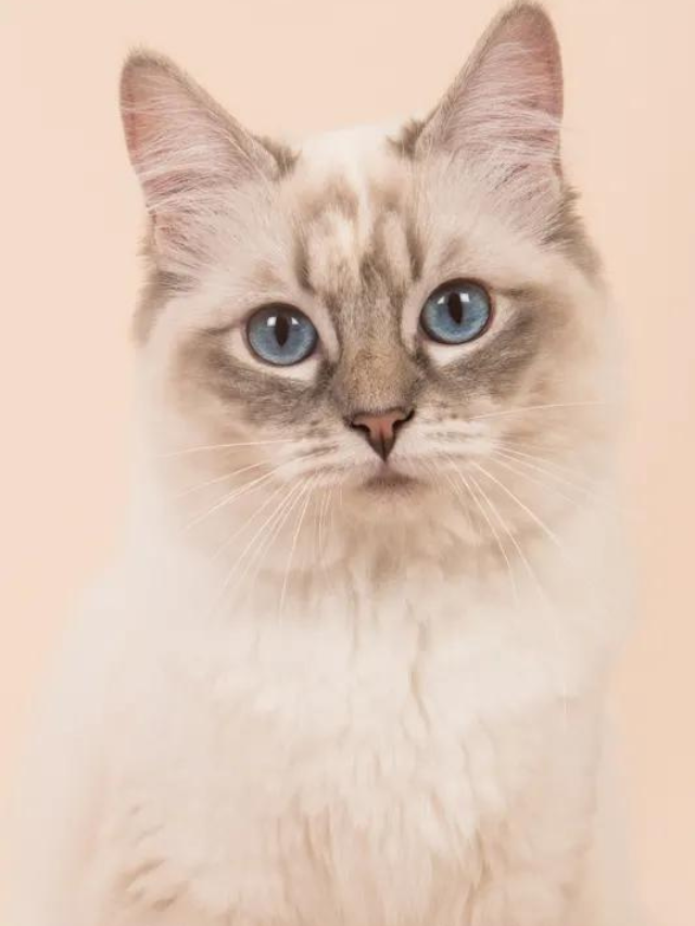 Ragdoll Cat Colors fur Everybody Story - The Discerning Cat