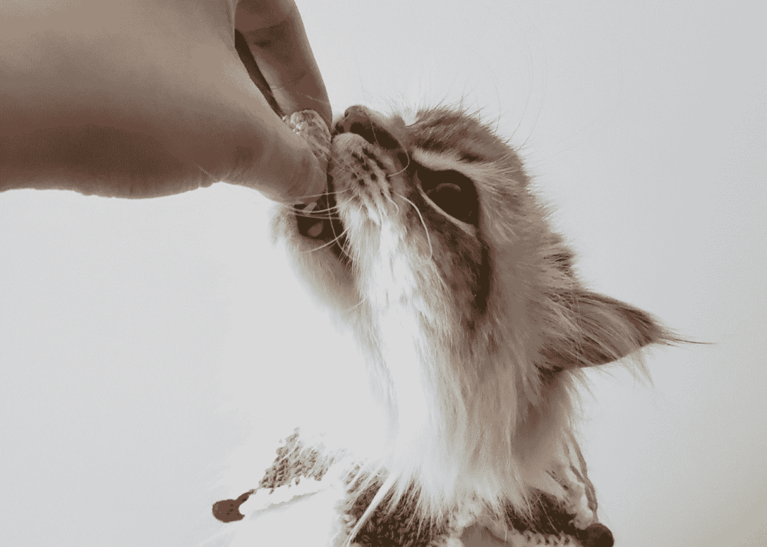 Why Does My Cat Grab My Hand and Bite Me? (2023) 7 Reasons I Discerning Cat