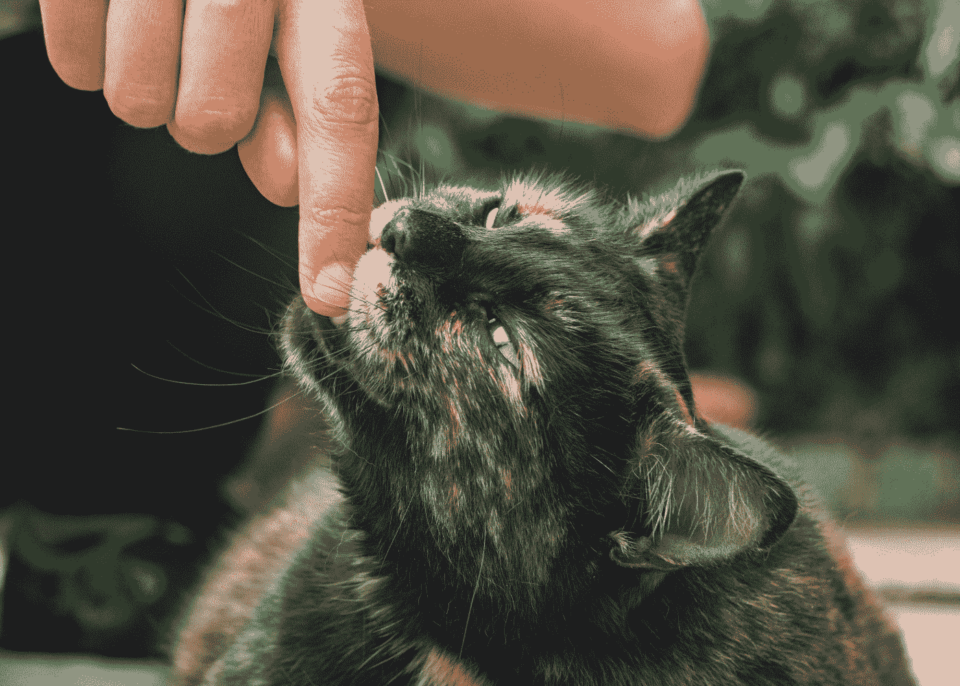 Why Does My Cat Grab My Hand and Bite Me? (2023) 7 Reasons I Discerning Cat