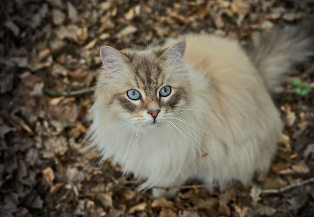 9 Things to Know about the Neva Masquerade Cat (2023) I Discerning Cat