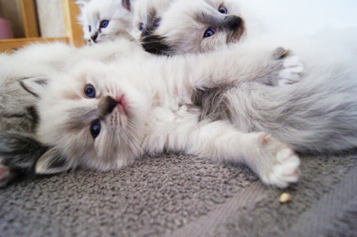 9 Things to Know about the Neva Masquerade Cat (2023) I Discerning Cat