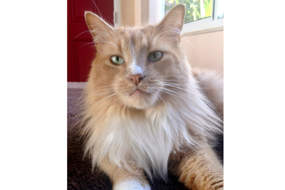 Orange Maine Coon Cats (2023) | Everything You Need to Know I ...