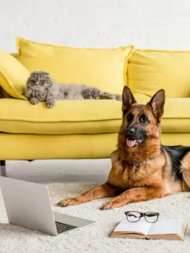 Are Dogs and Cats Natural Enemies? Story - The Discerning Cat