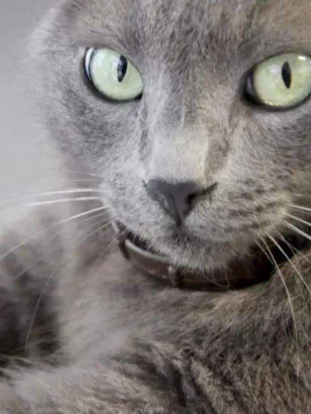 Here Are The 17 Meanest Cat Breeds And How To Love Them Story - The ...