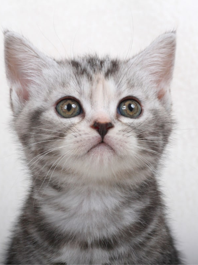 13 Dumbest Cat Breeds That May Not Be That Dumb At All Story - The ...