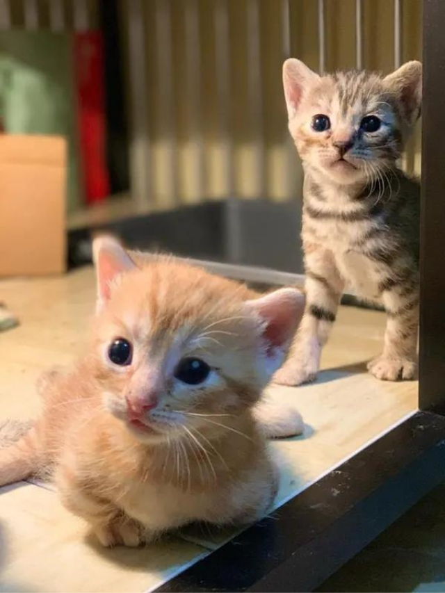 Everything You Need to Know About the Munchkin Bengal Mix Story - The ...