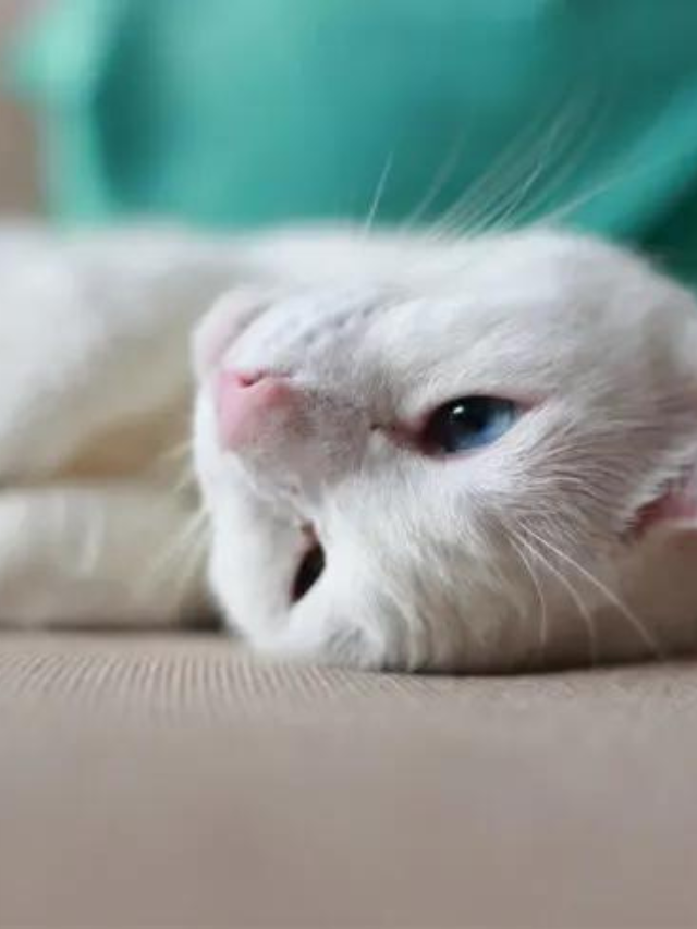 What Makes A Khao Manee Cat Special? Story - The Discerning Cat