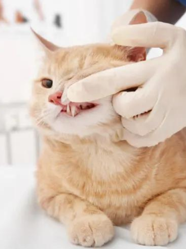 How to Take Care of Your Cat's Dental Health Story - The Discerning Cat