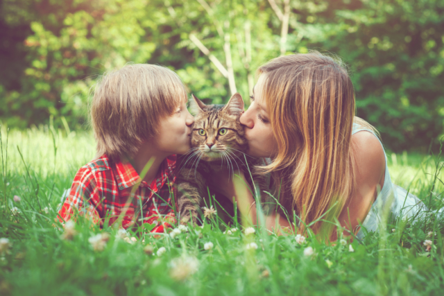 17 Best Family Cat Breeds (2023) You'll All Love I Discerning Cat