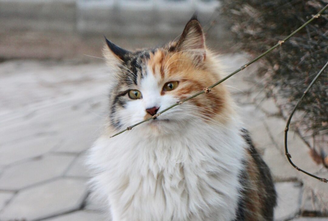 Calico Maine Coon Cat (2023) What Owners Need to Know I Discerning Cat