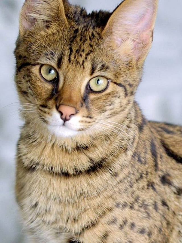 15 Dangerous Cat Breeds & How to Handle Them Story - The Discerning Cat