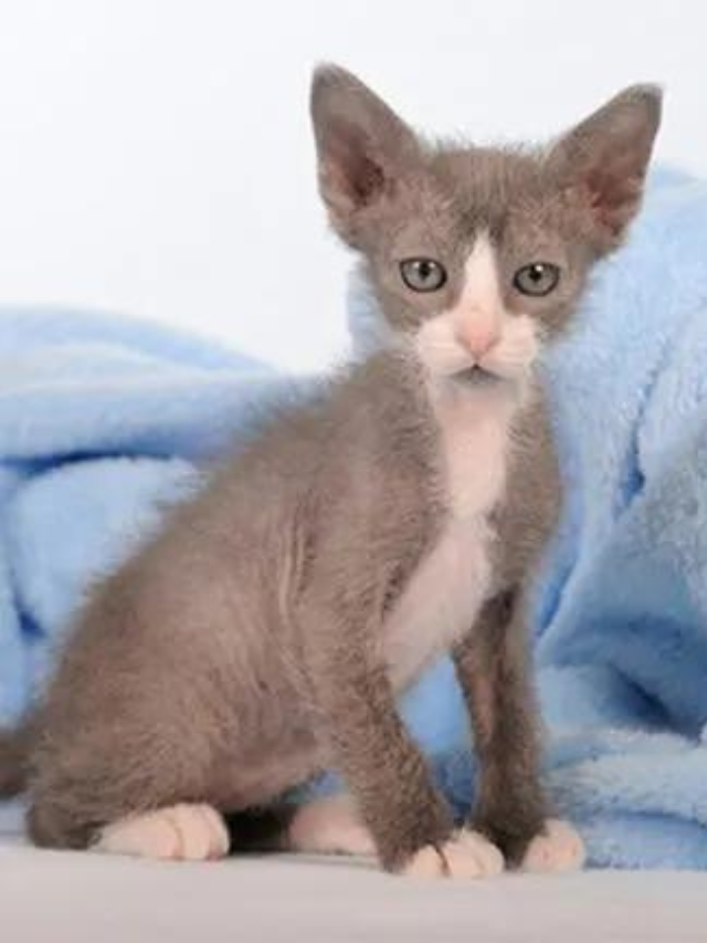 13 Things You Need to Know About Skookum Cats Story - The Discerning Cat