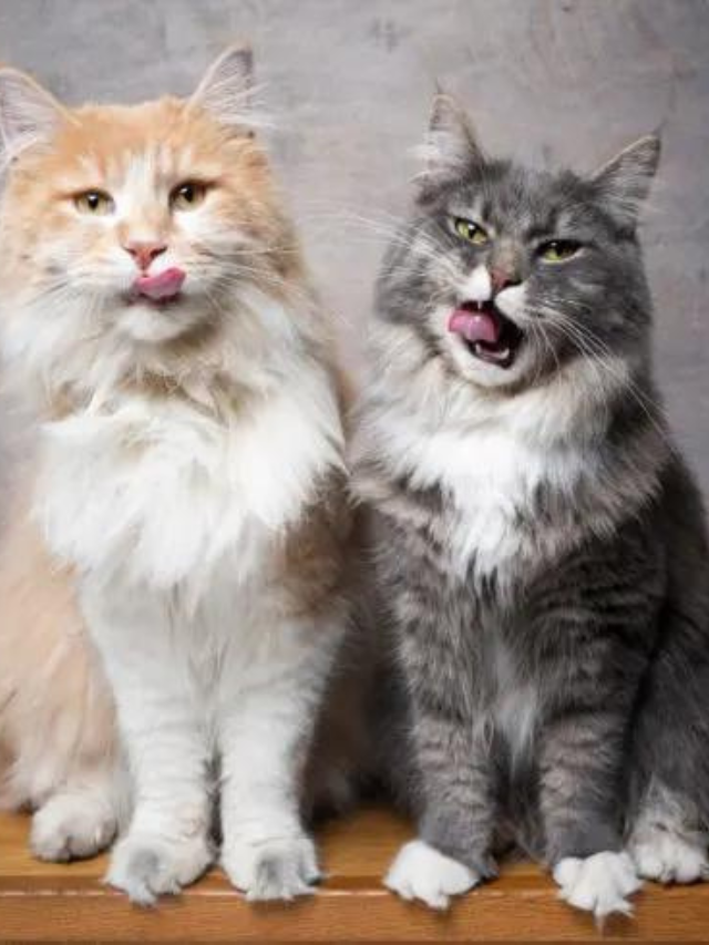 European vs American Maine Coon: 5 Factors to Consider Story - The ...