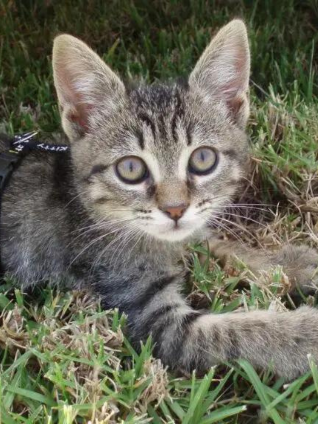 Your Complete Guide To Looking After Your Kitten Story - The Discerning Cat