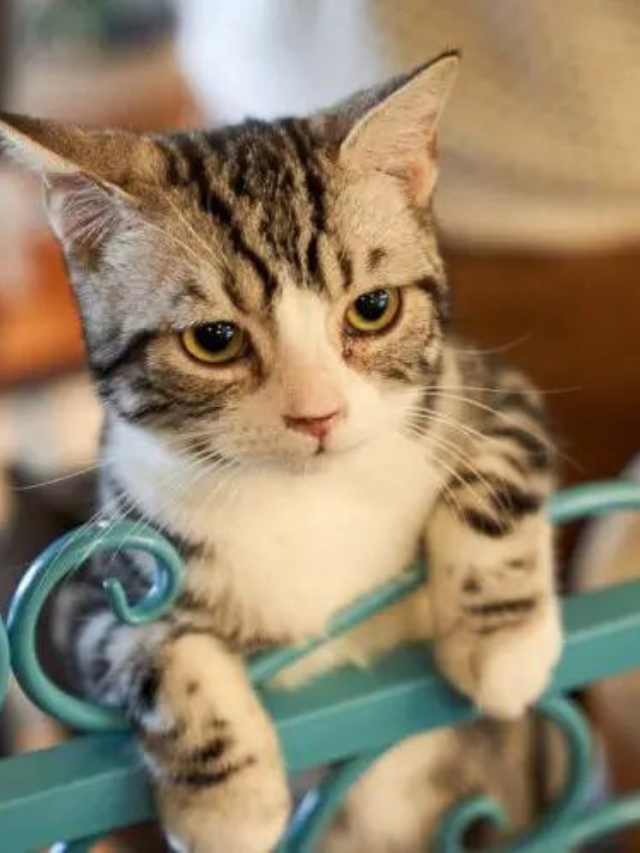 Best Cat Trackers for Adventurous Felines Story - The Discerning Cat