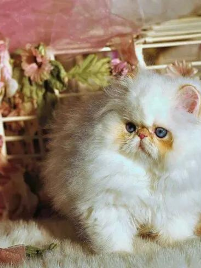 Napoleon Cat: 13 Things You Need to Know About This Adorable Cat Story ...