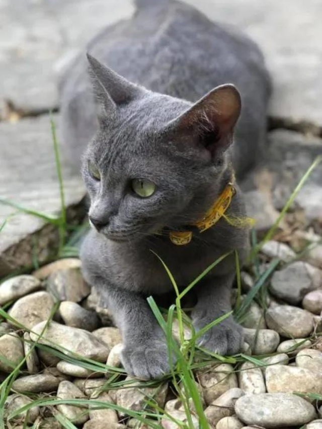 13 Incredible Facts About Raas Cats Story - The Discerning Cat