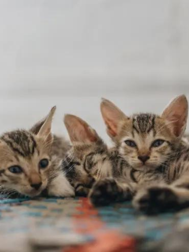 Things you need to know about Sokoke Cats Story - The Discerning Cat