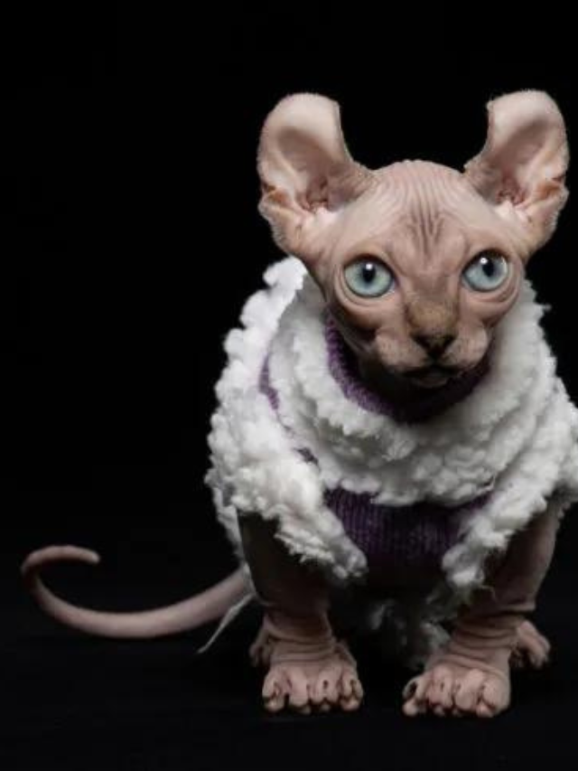 Dwelf Cat: 13 Things to Know About This Unique Breed Story - The ...