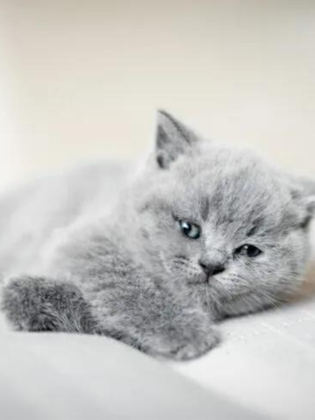 Here's What To Do If Your Cat Is Farting Too Much Story - The ...