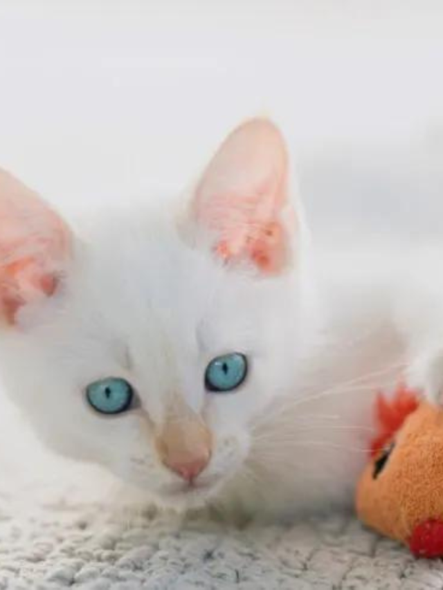 11 Awesome Facts About Flame Point Siamese Cats Story - The Discerning Cat