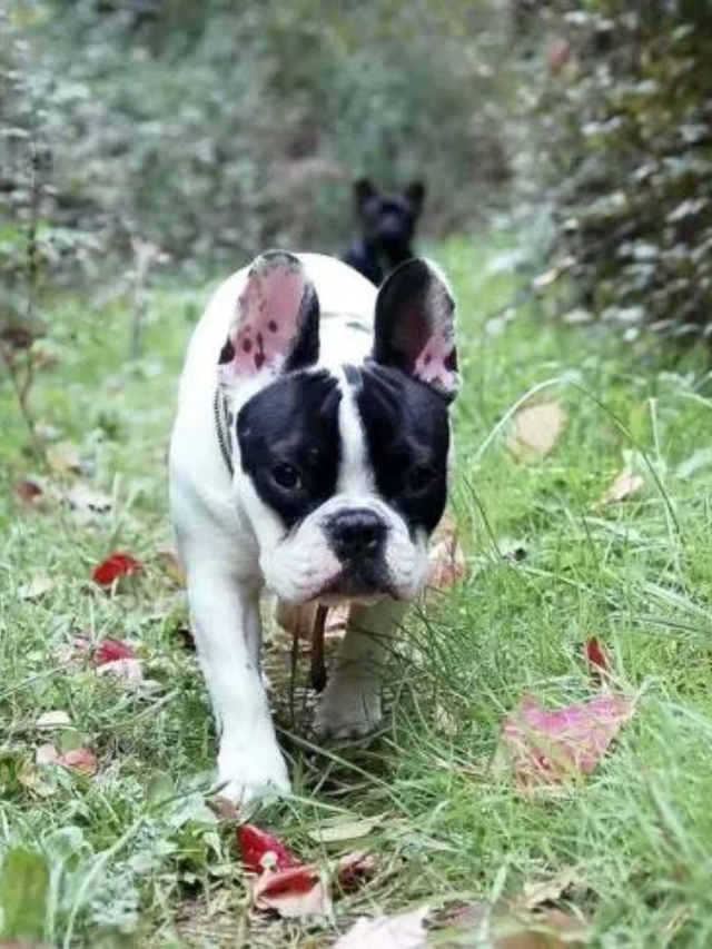 How to Introduce French Bulldogs to Cats Story - The Discerning Cat