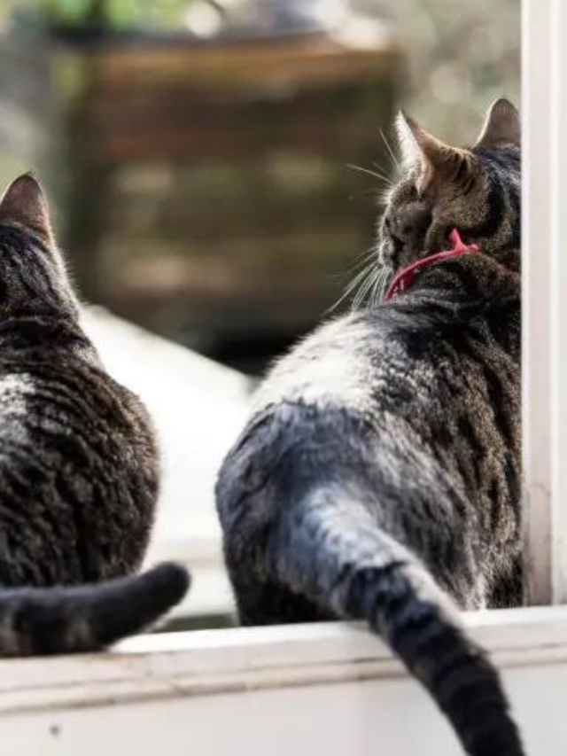 7 Awesome Facts About Your Cat's Tail Story - The Discerning Cat