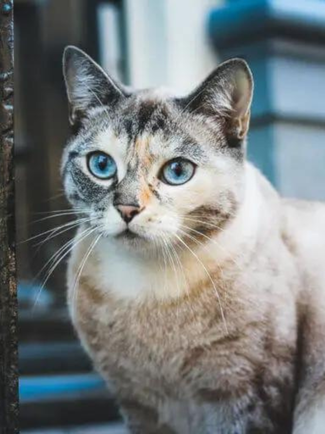 The Best Cat Collar Cameras For Recording Your Cat's Adventures Story ...