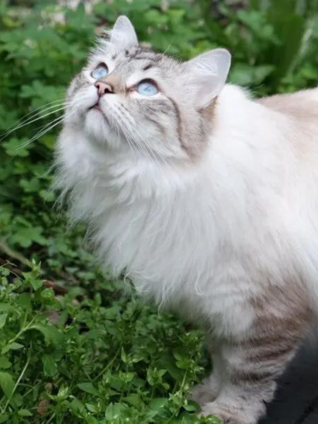 Everything You Need to Know about the Neva Masquerade Cat Story - The ...